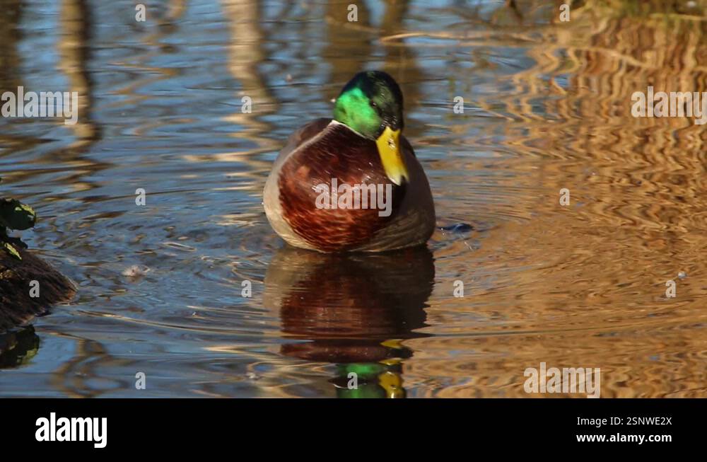 A male Mallard Duck, Anas platyrhynchos, preening itself in Winter ...