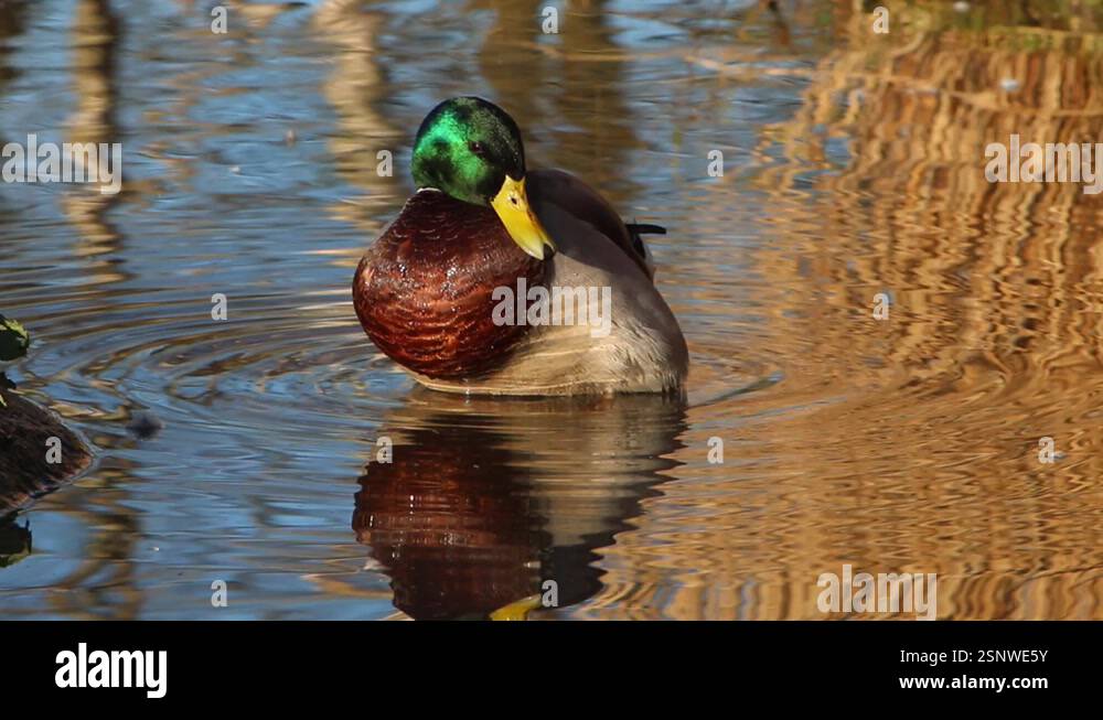 A Male Mallard Duck, Anas platyrhynchos, preening itself at the edge of ...