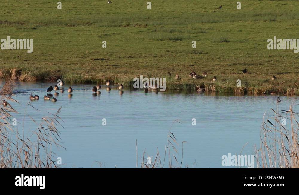 Wildfowl and wetlands Stock Videos & Footage - HD and 4K Video Clips ...