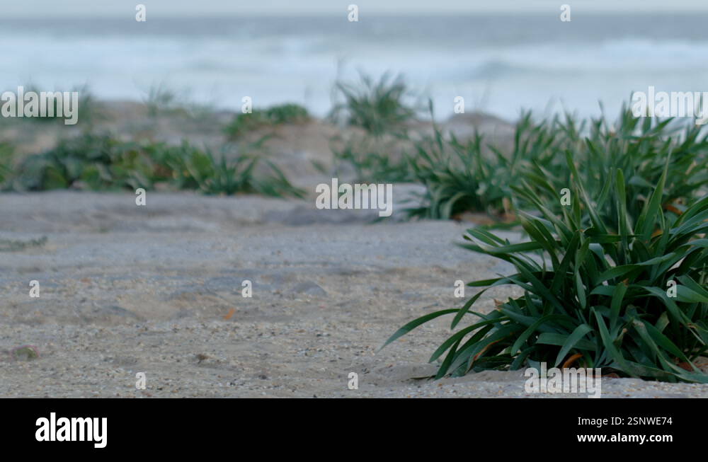 Some plants on the beach Stock Video Footage - Alamy