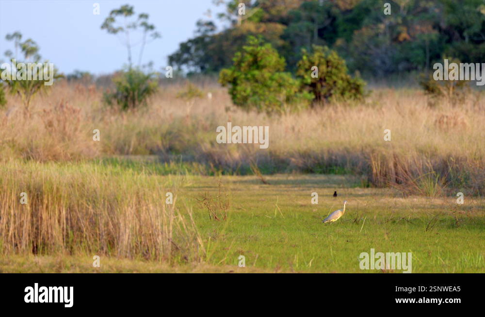 Rainforest marsh with exotic tropical Whistling Heron over savanna ...