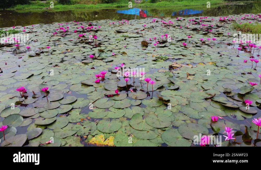 Water lilies growing in dense clumps to remove African moss from ...