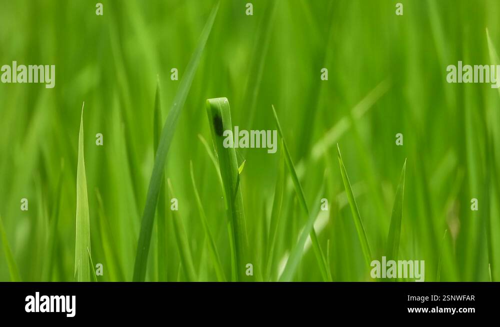 Grass insect Stock Videos & Footage - HD and 4K Video Clips - Alamy
