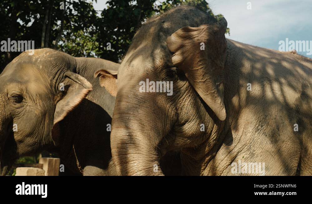 Huge Asian Elephants At Chiang Mai Elephant Sanctuary In Northern ...