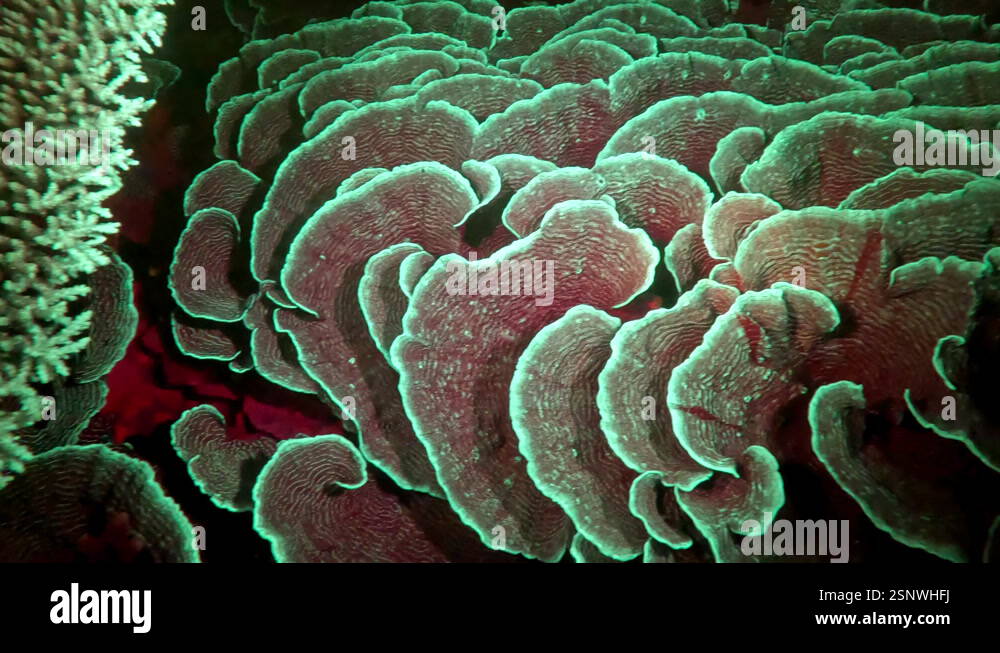 Lettuce coral absorbs blue light wavelengths and emits fluorescent ...
