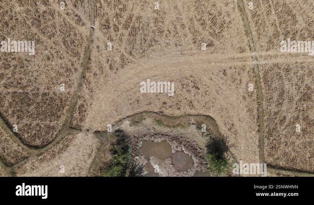 "Heritage from the past" drone view above rice fields and some circular ...