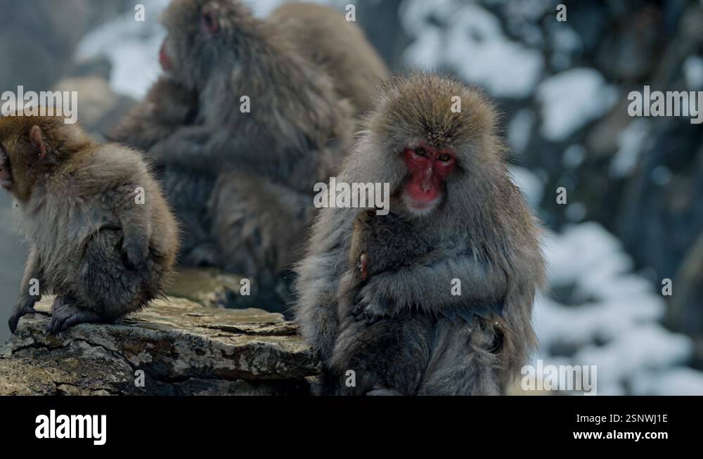 Mother Snow Monkey Tenderly Caring for Her Baby at Jigodukani Onsen ...