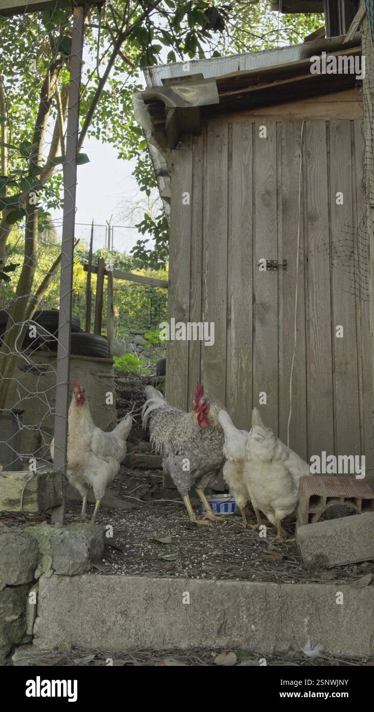 Chickens, roosters and chicks are wandering around the garden and the ...