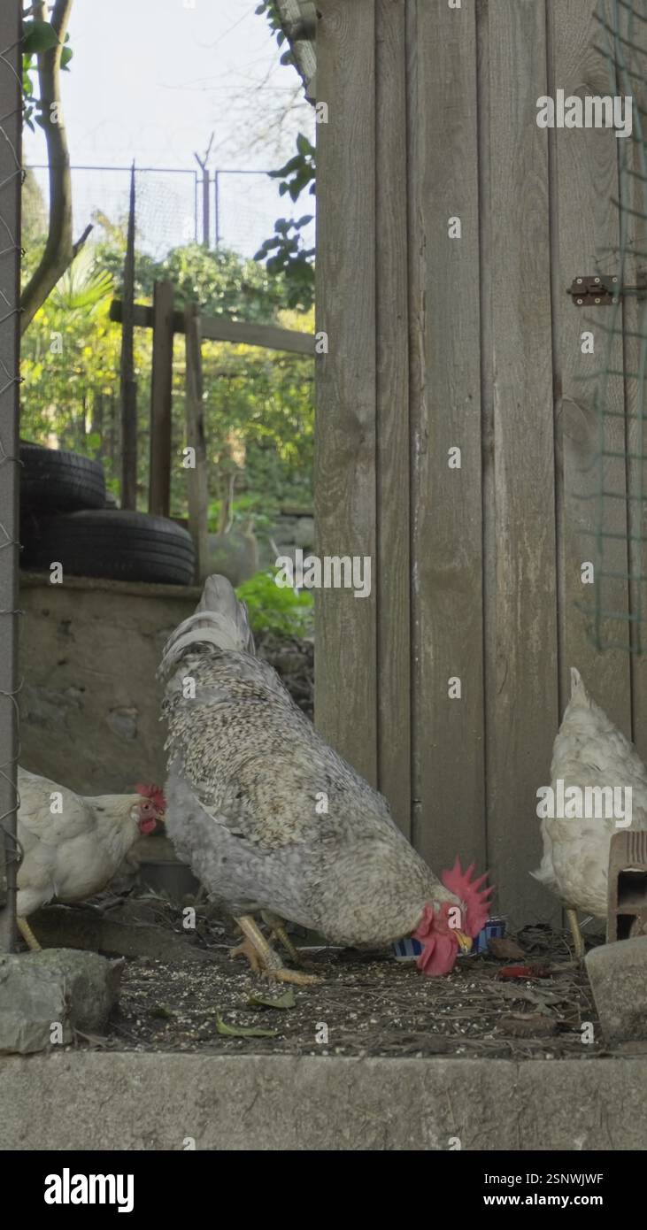Chickens, roosters and chicks are wandering around the garden and the ...