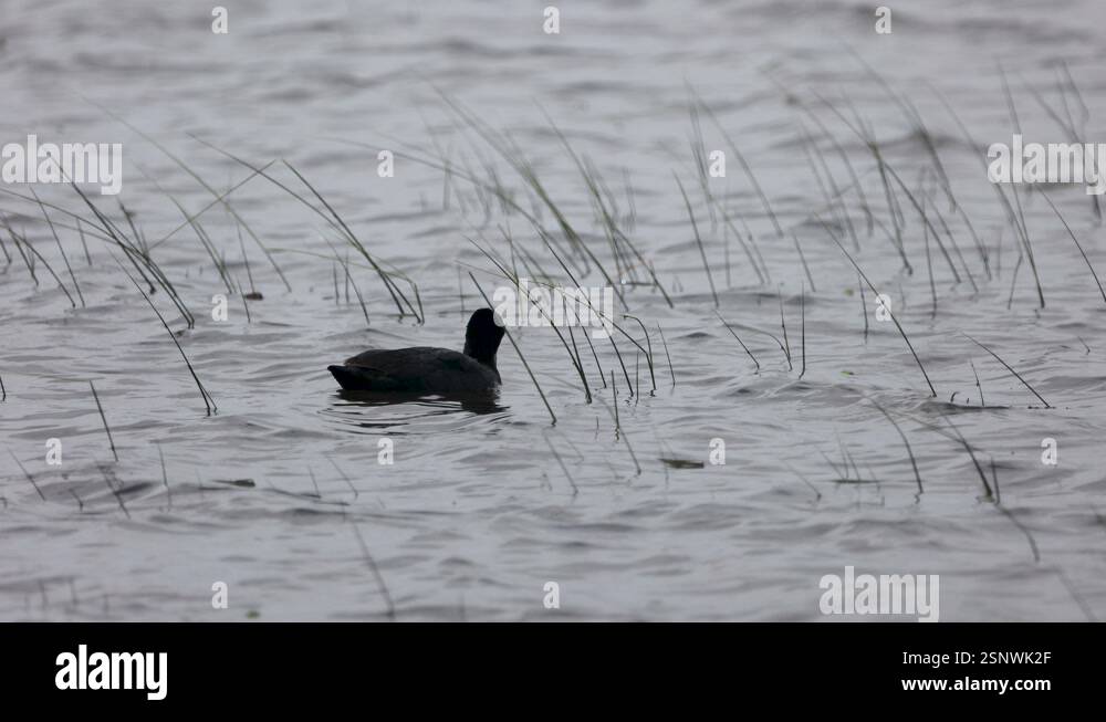 A black waterbird with a white beak glides calmly through rippling ...