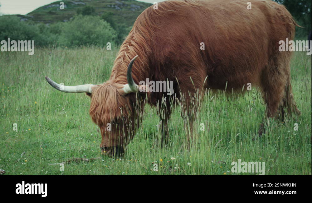 Shaggy hair cow Stock Videos & Footage - HD and 4K Video Clips - Alamy