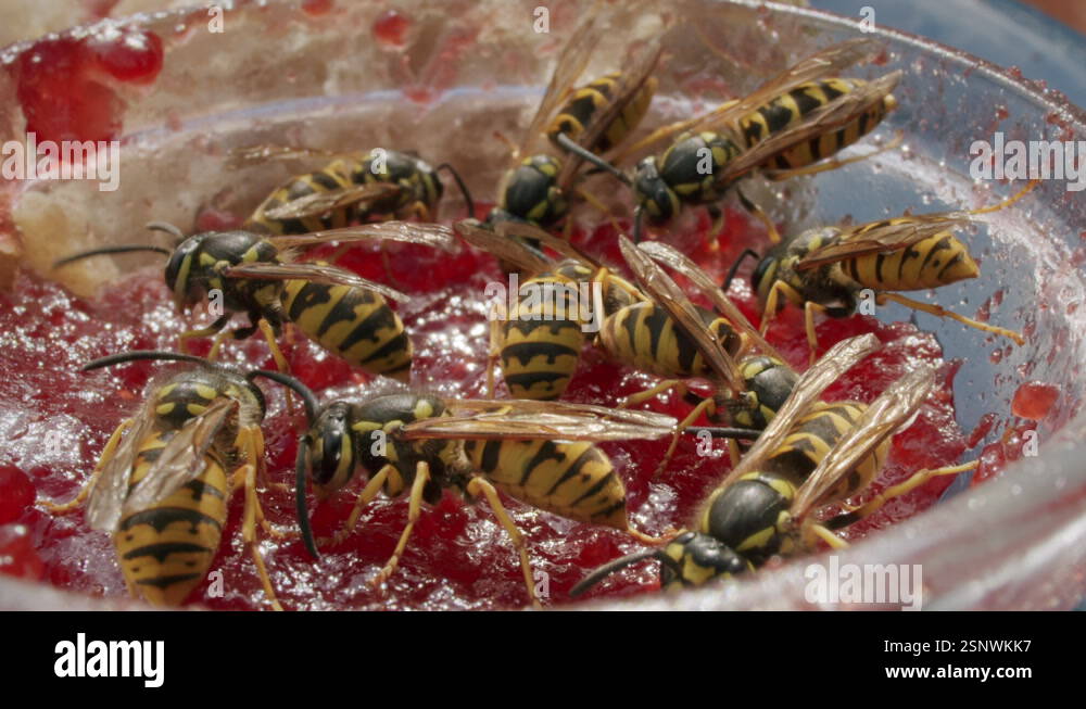 Macro view of swarm of wasps eating strawberry jam Stock Video Footage ...