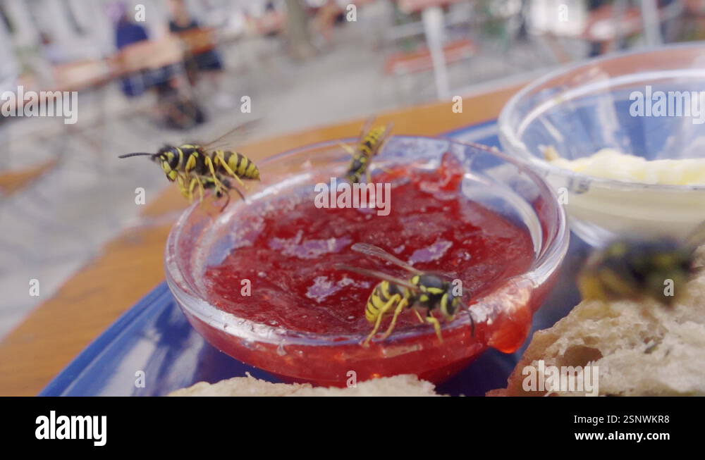 Wasps eating jam on table outside at cafe in city. Slow motion insects ...