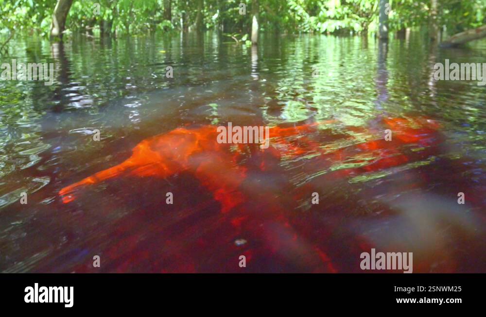 Pink dolphin swimming in a flooded stretch of the forest in the Amazon ...