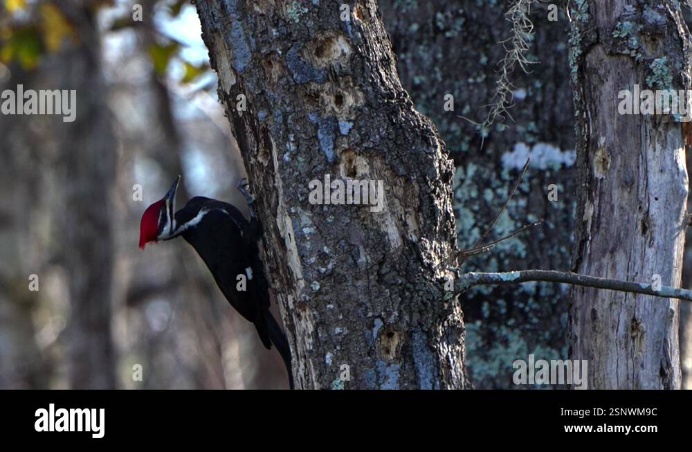 Woodpecker holes bark tree Stock Videos & Footage - HD and 4K Video ...