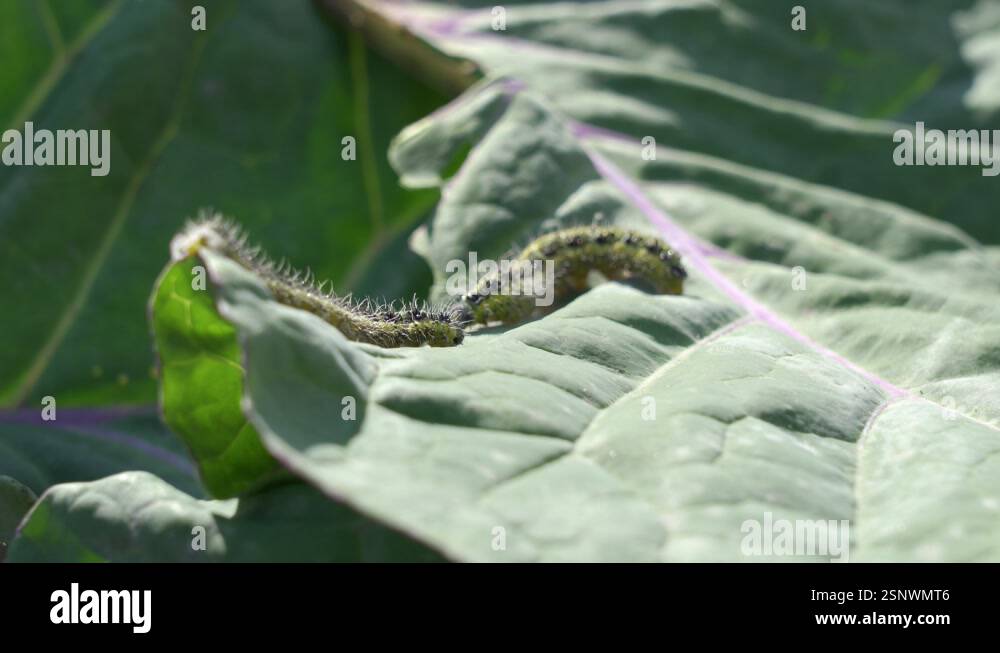 Close up on two large white larvae also called as cabbage white ...