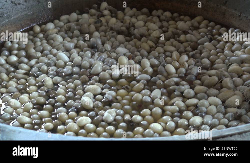 Silk production, steaming cocoons, Uzbekistan Stock Video Footage - Alamy