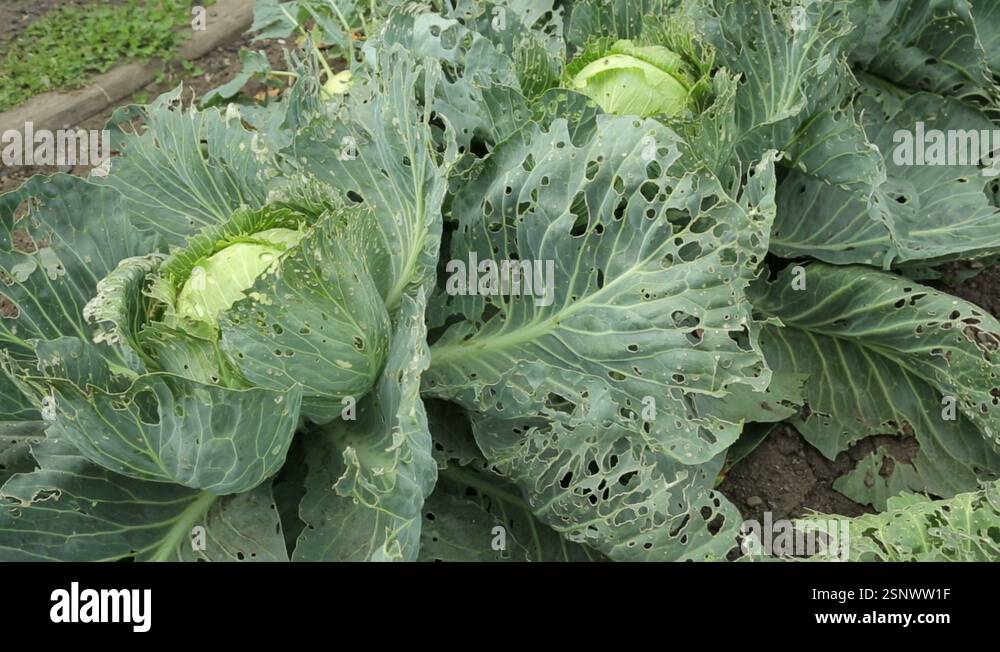 cabbages with cabbage white caterpillar damage to leaves Stock Video ...