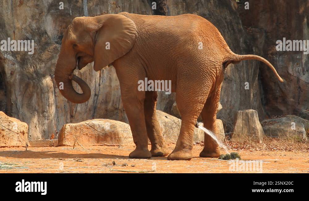 Elephant defecating Stock Videos & Footage - HD and 4K Video Clips - Alamy