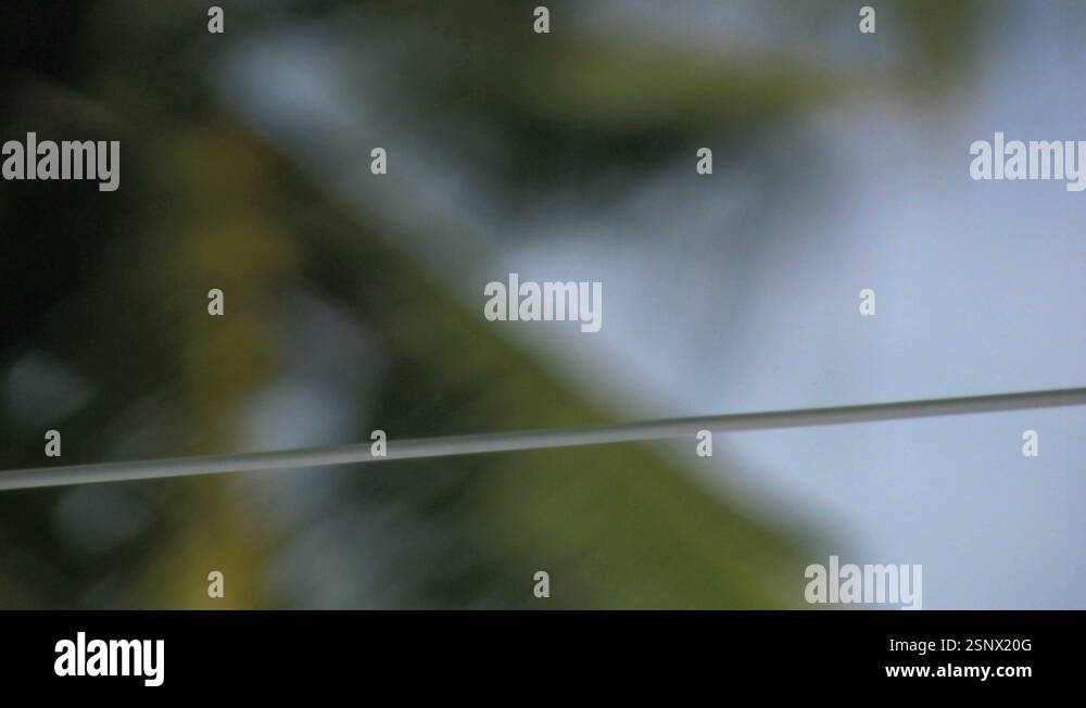 Weaver ants Oecophylla smaragdina on a string in the Philippines Stock ...