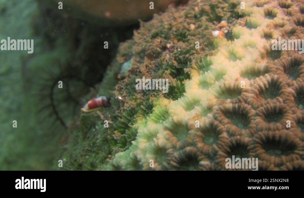 Christmas tree worm, Spirobranchus giganteus on a coral reef in the ...