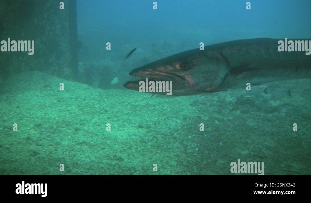 Great Barracuda (Sphyraena Barracuda) on a reef in the Philippines ...