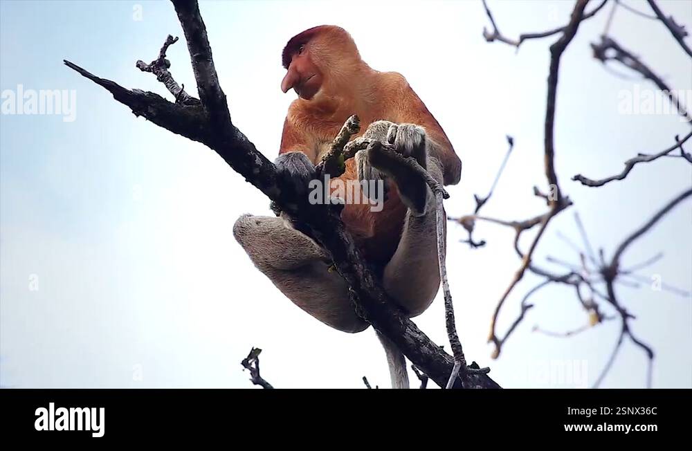 Endangered Proboscis Monkey resting in the jungles of Borneo Stock ...