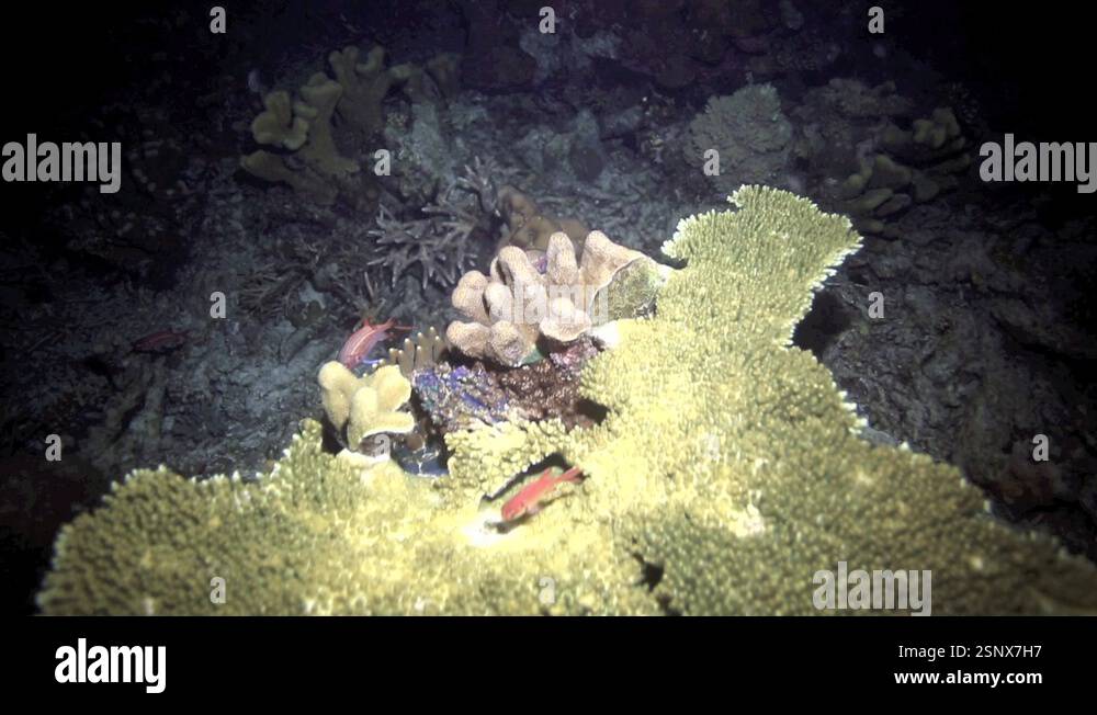 Night view of coral reef garden Stock Video Footage - Alamy