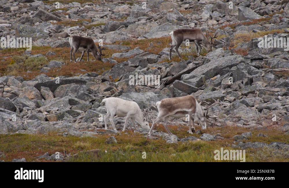 Tundra animal Stock Videos & Footage - HD and 4K Video Clips - Alamy
