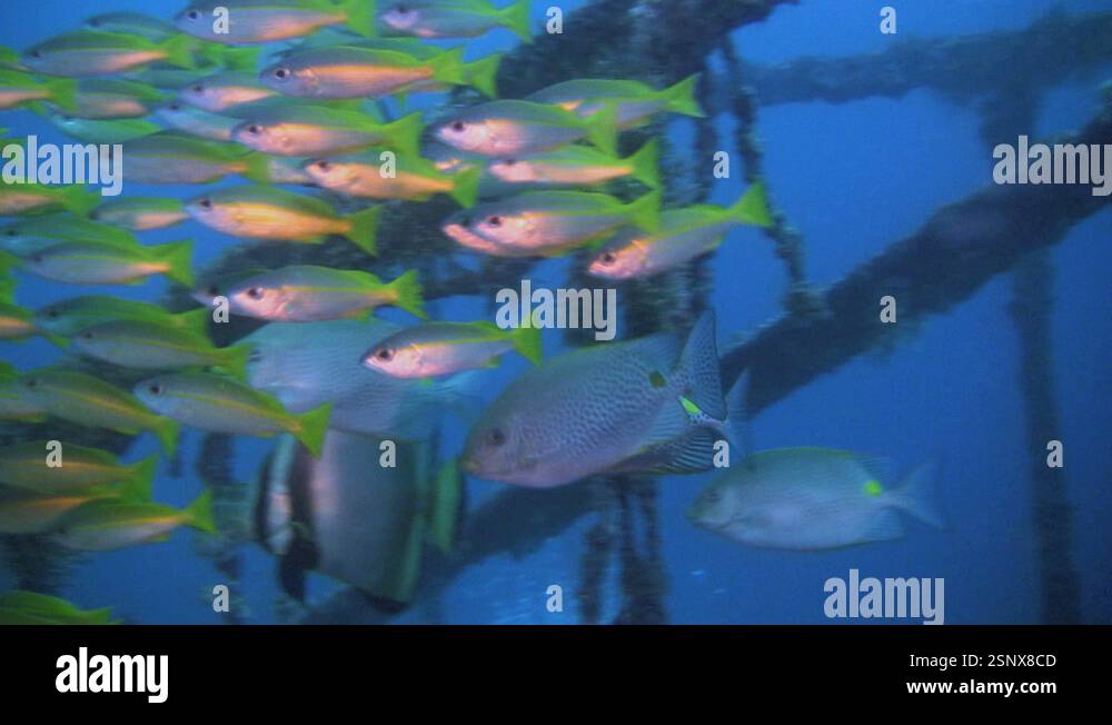 Yellowfin Goatfish (Mulloidichthys vanicolensis) on a wreck in ...