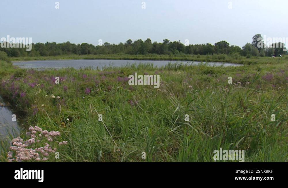 Dutch peat bog landscape + pan windmill (spider mill) used for drainage ...