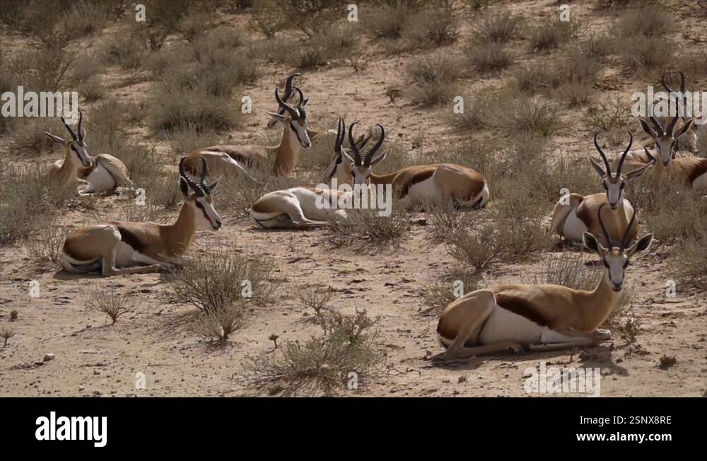 springbok resting and ruminating in Kalahari desert Stock Video Footage ...