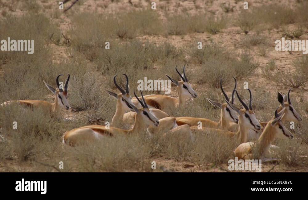 springbok resting and ruminating in Kalahari desert Stock Video Footage ...