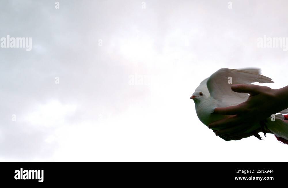 Hands releasing a dove Stock Video Footage - Alamy