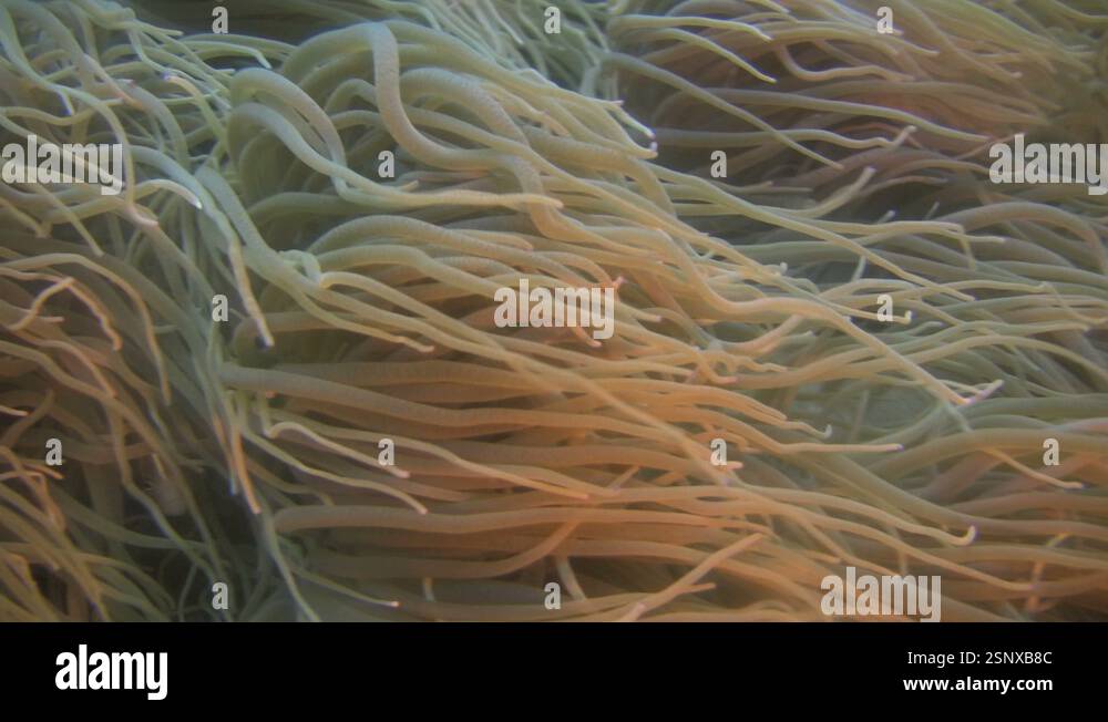 Pink Anemonefish (Amphiprion perideraion) in a Sebae Anemone Stock ...