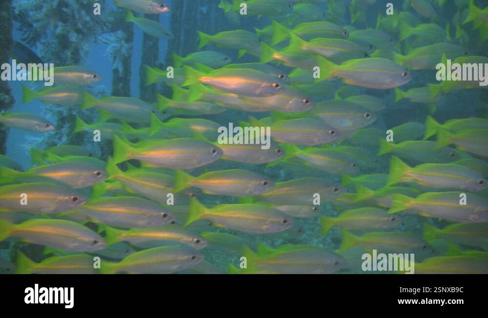 Yellowfin Goatfish (Mulloidichthys vanicolensis) on a wreck in ...