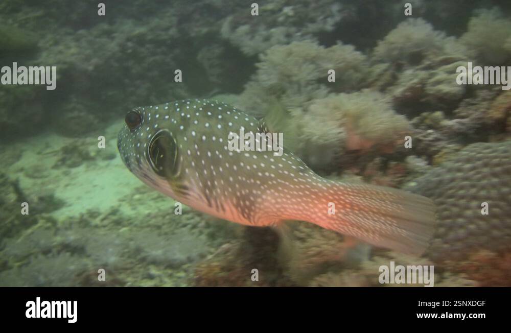 Scribbled puffer, arothron mappa on a reef in the Philippines Stock ...