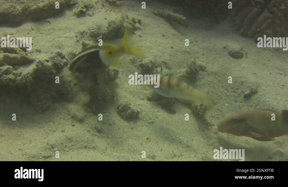 Whitesaddle goatfish Parupeneus ciliatus searching for food in the ...