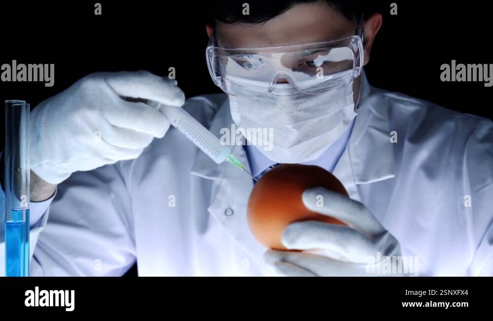 Medical Laboratory Scientist Injecting Fruit Genetic Research Stock ...
