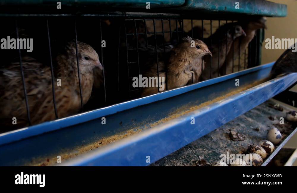 in blue cage japanese quail eating food, and lovely quail eggs Stock ...