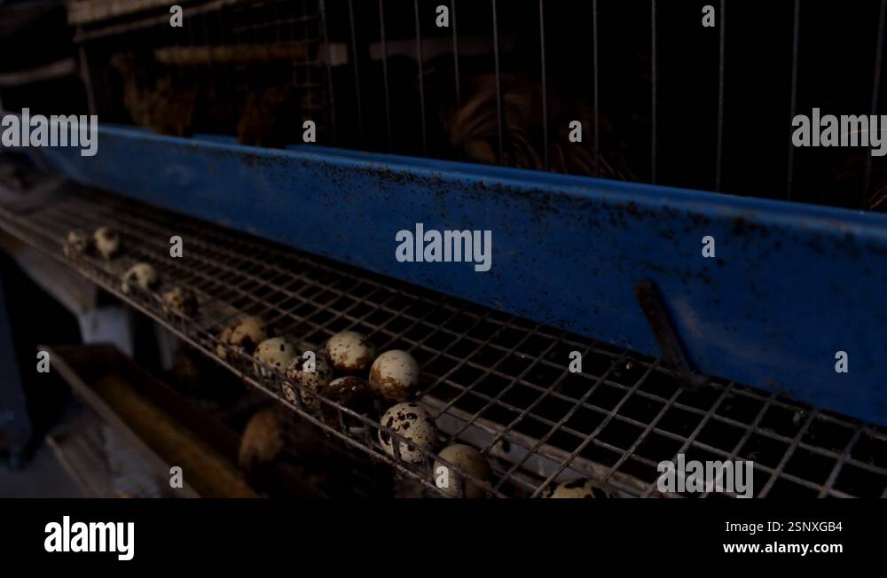 blue cage with japanese quail and eggs Stock Video Footage - Alamy