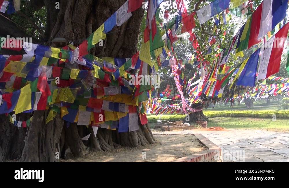 trees with Buddhist praying flags in Lord Buddha birthplace in Lumbini ...
