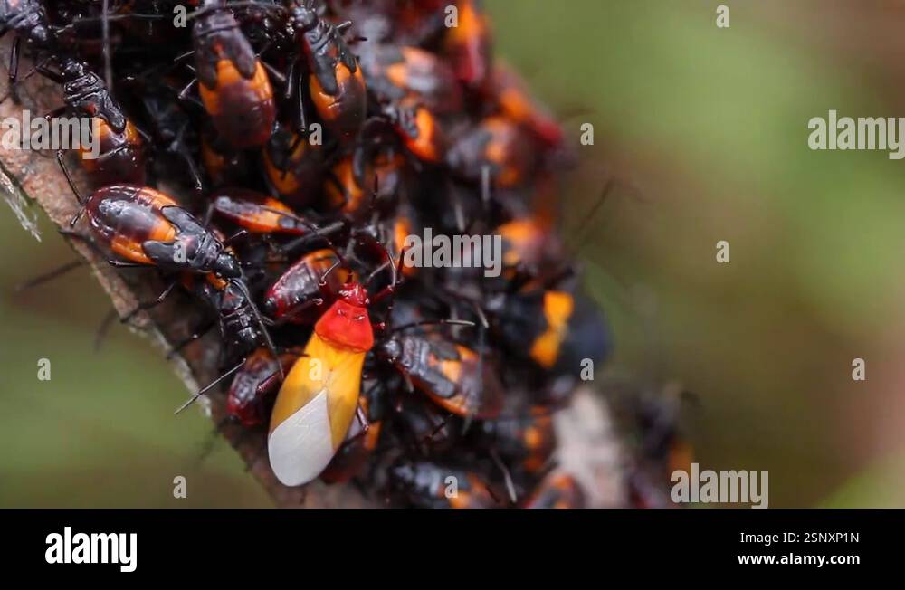 Assassin Bug Group Molting Stock Video Footage - Alamy