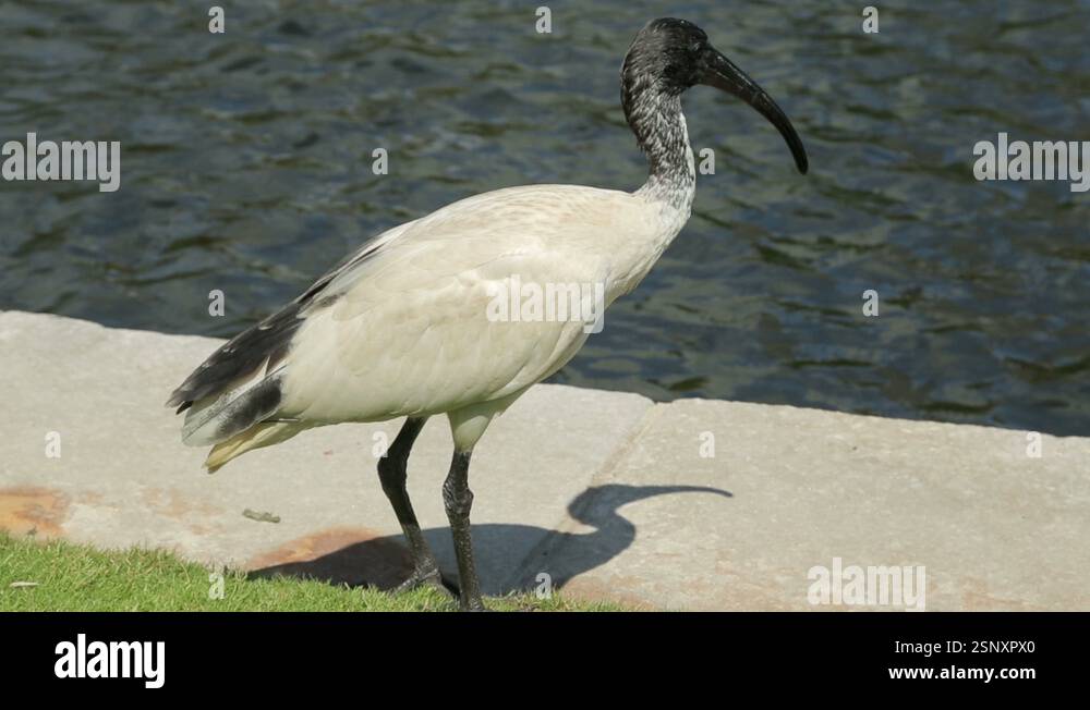 Common white ibis Stock Videos & Footage - HD and 4K Video Clips - Alamy