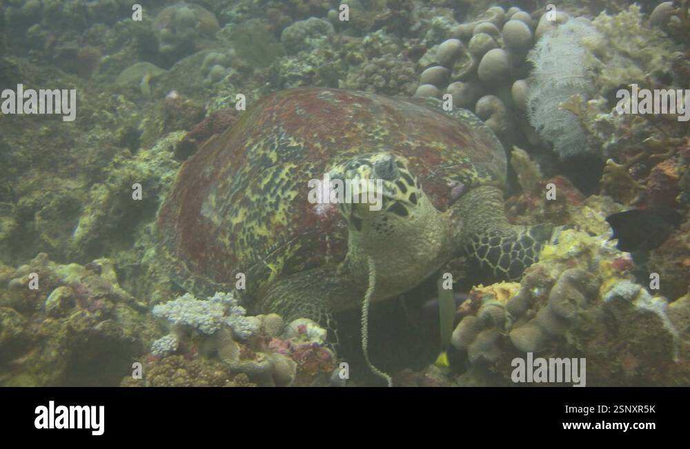 Green sea turtle, Chelonia mydas on a coral reef in the Philippines ...
