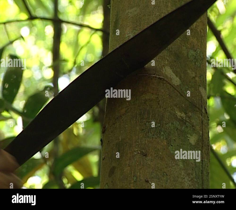 Lacandon men making bark paper of the amate tree.Traditional Mayan ...