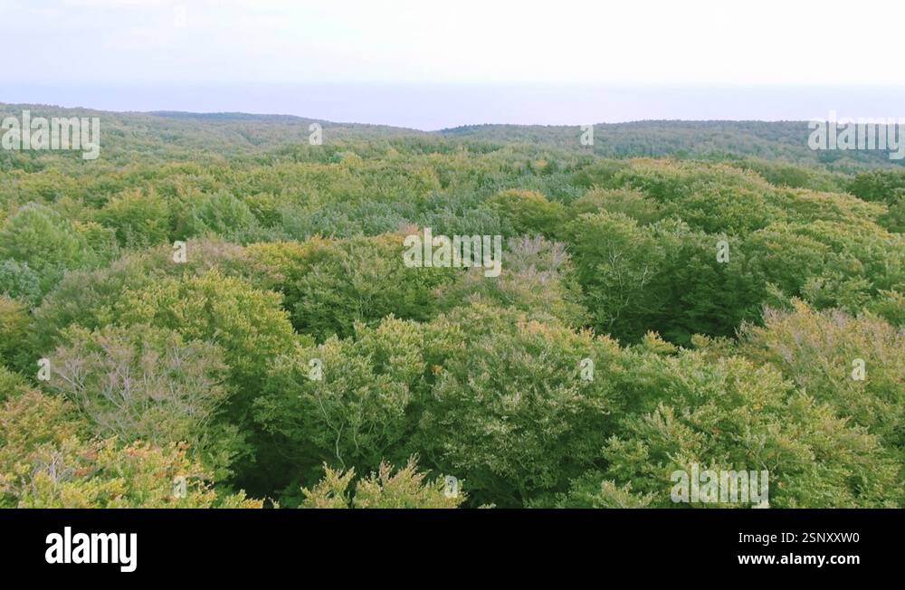 Flight over tree top of Ruegen (Rügen) Forest Stock Video Footage - Alamy