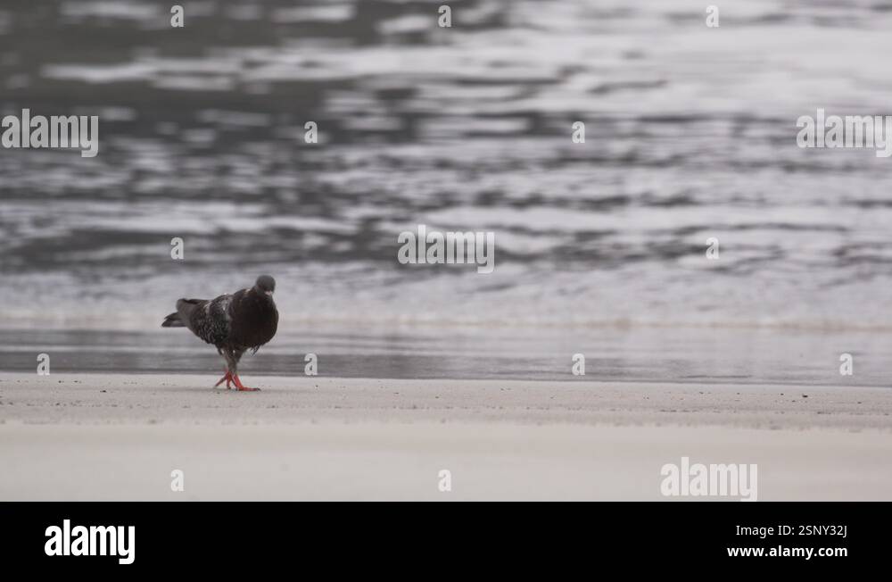 A pigeon walking on the beach in Rio de Janeiro, Brazil Stock Video ...