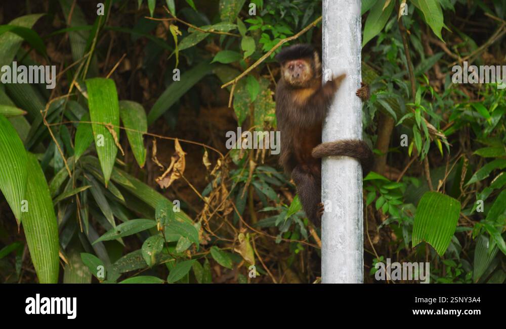 Pan slow motion jungle setting wih a Capucin monkey moving down a tree ...