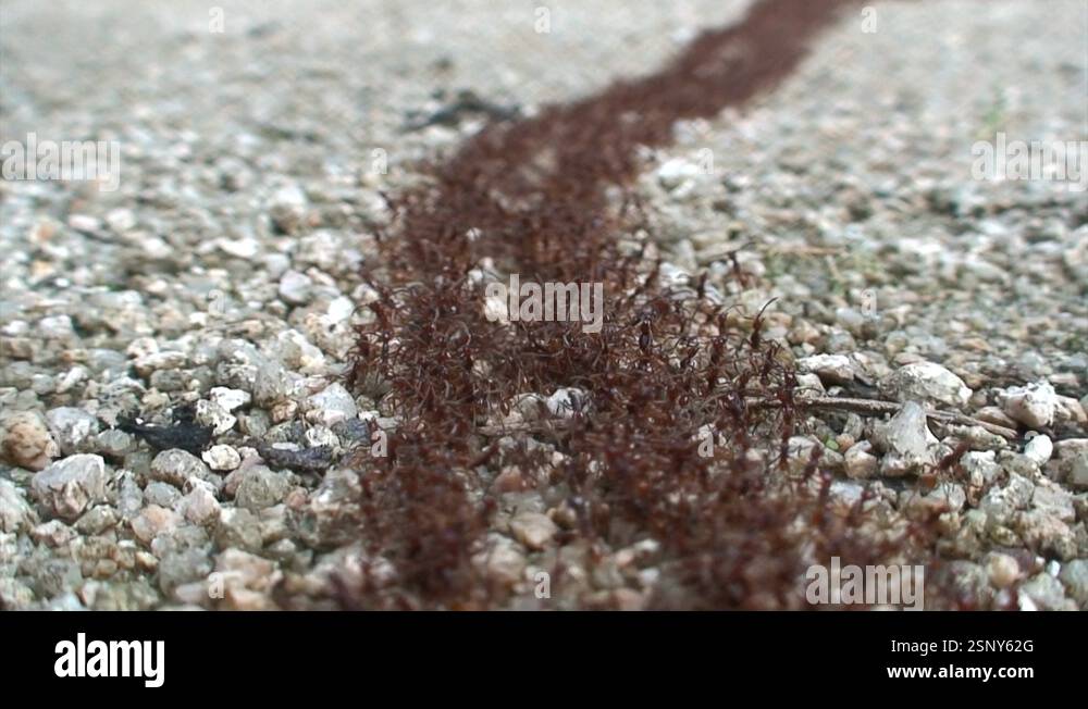 Fire ants moving Stock Video Footage - Alamy